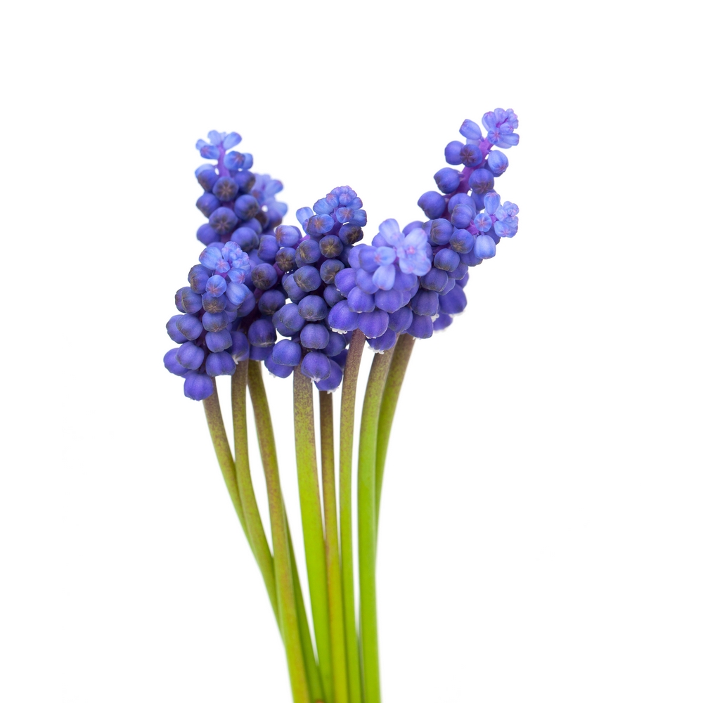 Muscari | Portrait, symbolique, utilisation de cette fleur en art floral